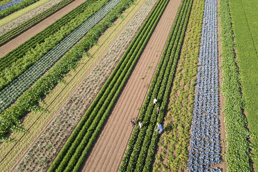 Weerbare teeltsystemen in open teelten kansrijk in 2030 of eerder - Crkls