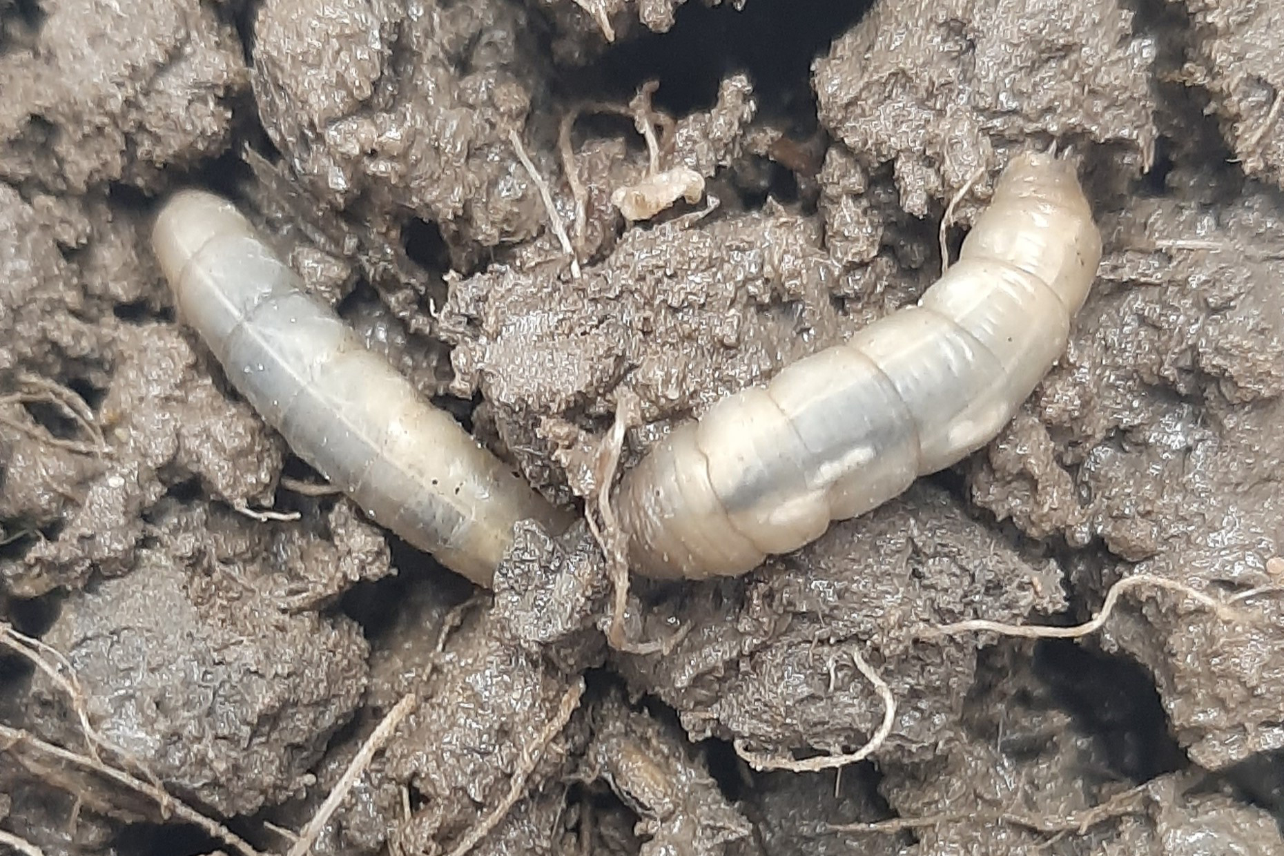 Grondige Aanpak Bodemplagen - Crkls