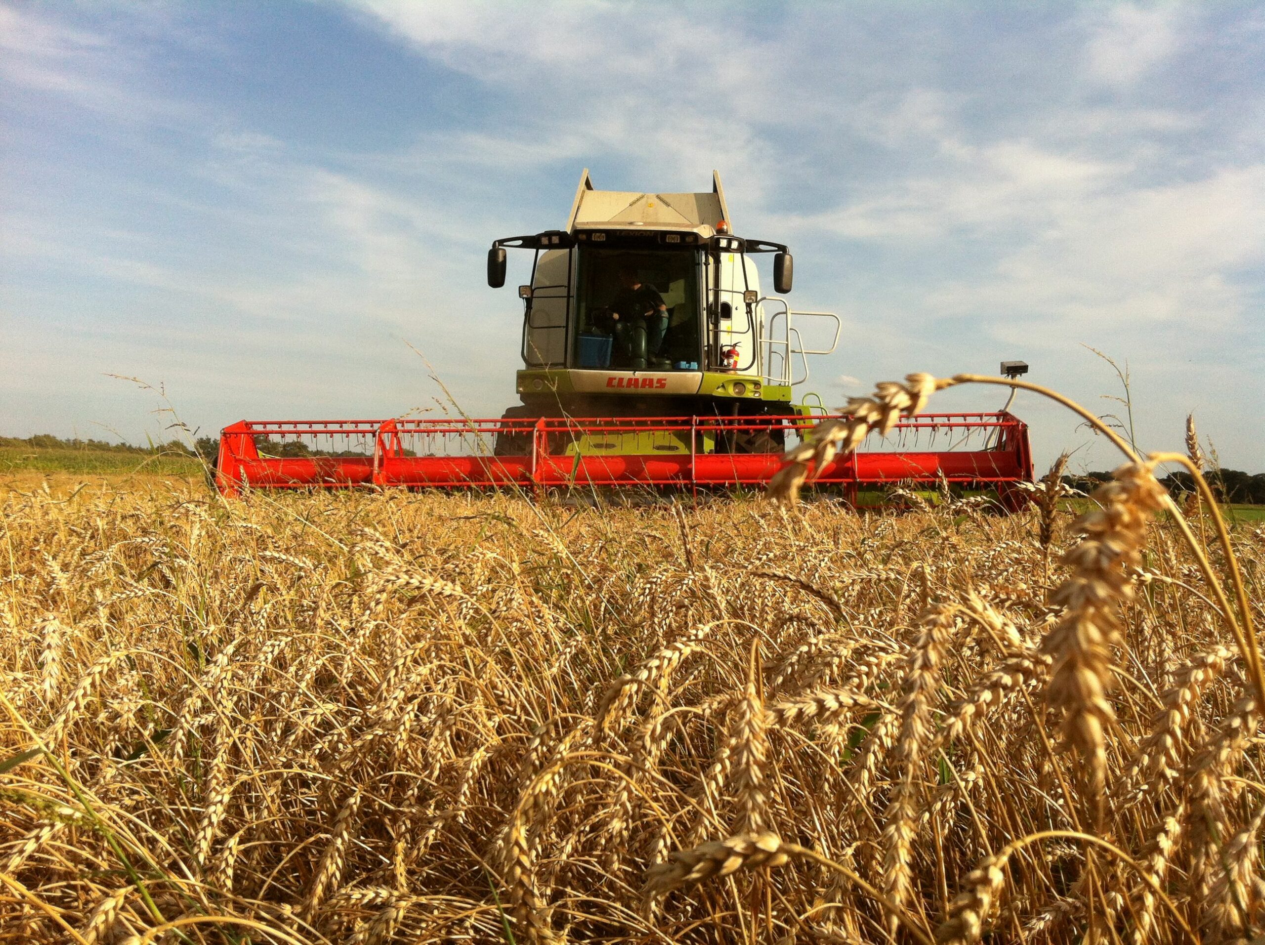 Onderzoek naar eiwitten in graan biedt perspectief voor Nederlands baktarwe - Crkls